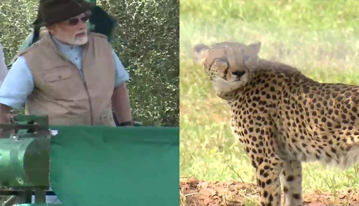 Watch: PM Modi releases 8 cheetahs from Namibia at Kuno National Park ...