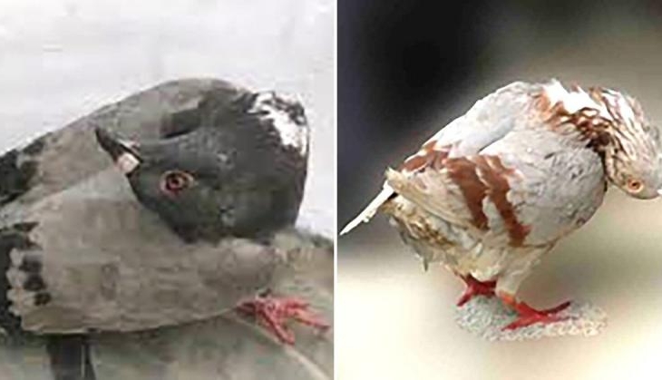 ‘Zombie’ birds found with twisted necks after catching horrific disease ...
