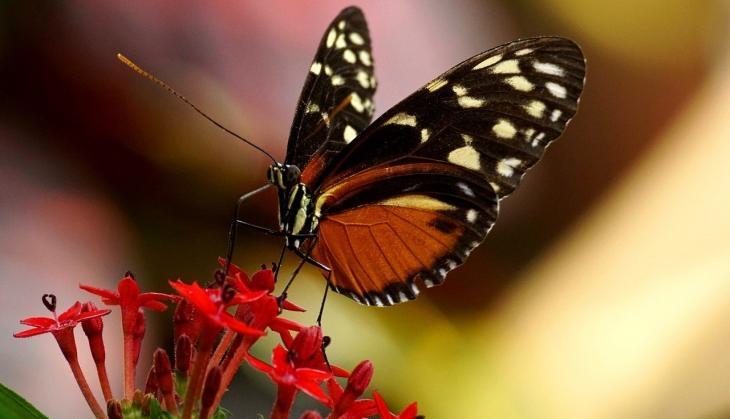 Researchers find how butterflies retain ancient wing patterns | Catch News