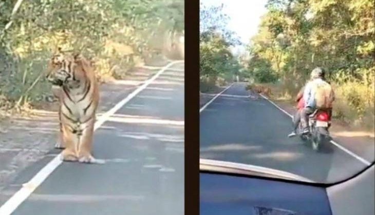 Bikers get lucky escape as they encounter tiger on road; watch viral ...