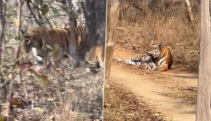 Viral video shows 'unusual' encounter between tiger and leopard [WATCH ...