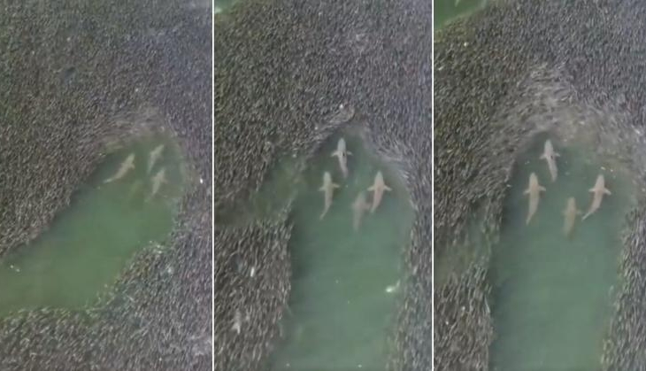 Parting Strategy (Viral Video): How small fishes use teamwork to ...