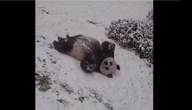 Lots of sliding and rolling! This panda having best time in snow [WATCH ...