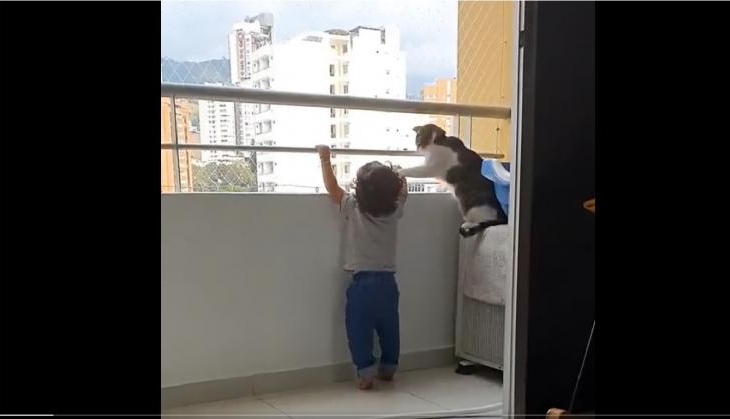 Heartwarming! Cat risks life to protect toddler from climbing high-rise ...