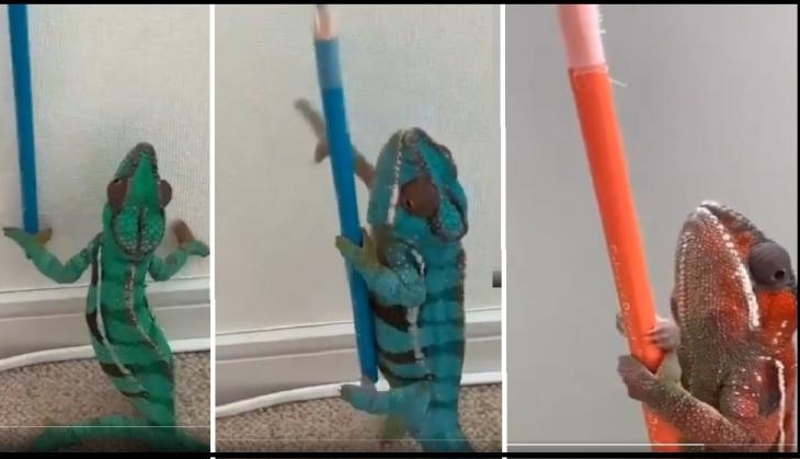 Watch: Chameleon changes colour while climbing colourful pencils ...