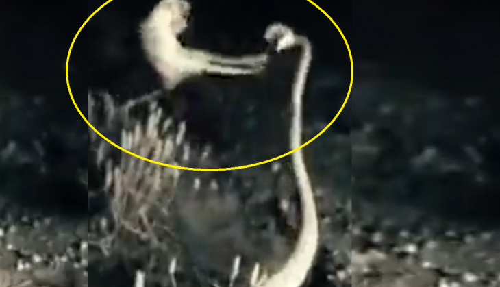 Amazing! Watch mouse showcases kung-fu moves, saves itself from snake ...