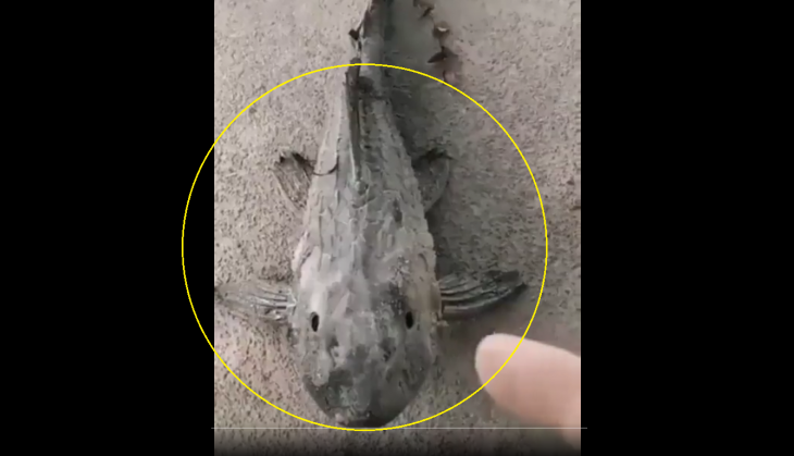 Viral Video: Zombie fish comes back to life after splash of water ...