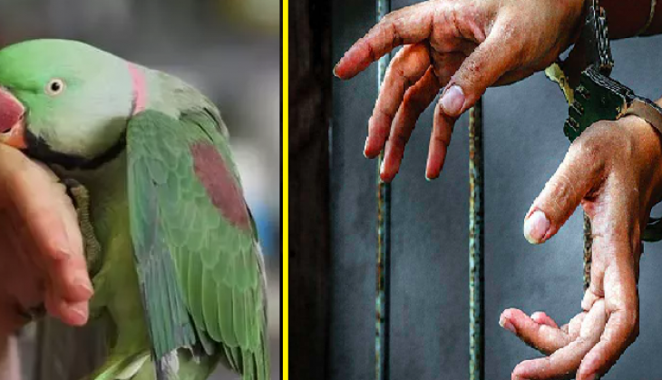 2014 murder, parrot’s testimony and lifetime conviction after 9 years ...