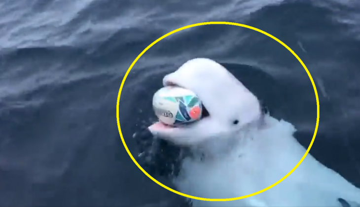 Viral Video: Adorable Beluga Whale plays fetch in sea | Catch News