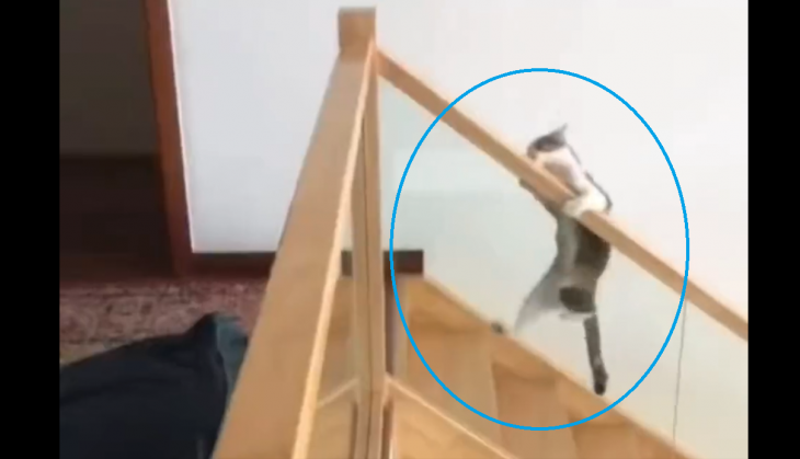 Hilarious: Viral video shows cat sliding down staircase handrail in ...