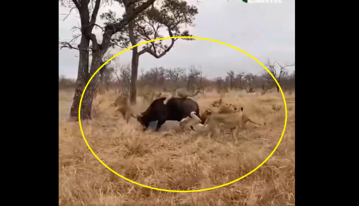 Viral Video: Wild bull fights off 8 lions, teaches lesson of ‘never ...