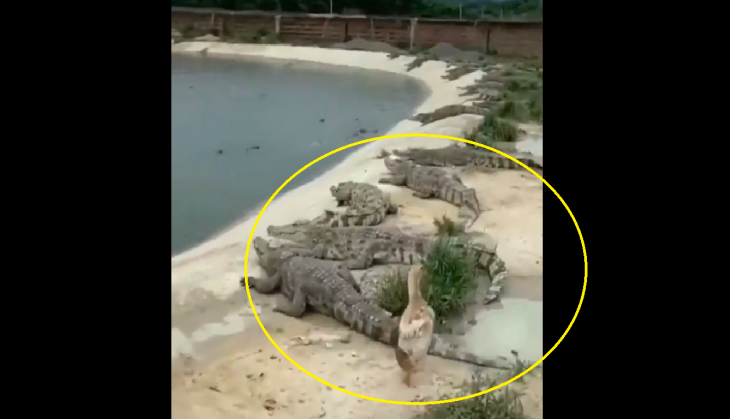 Watch: Duck walks on hungry Crocodiles; what happens next? | Catch News