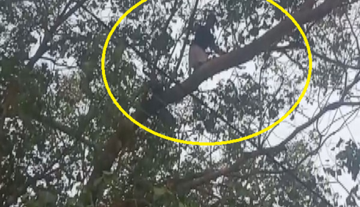 Transgender woman protests 'attack' by climbing tree in Kerala's Aluva ...