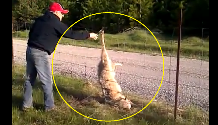 Viral Video: Man rescues wild wolf trapped in fencing wire | Catch News