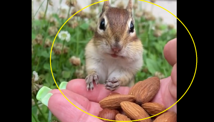 Watch: Chipmunk tries almonds for the first time; expressions are ...