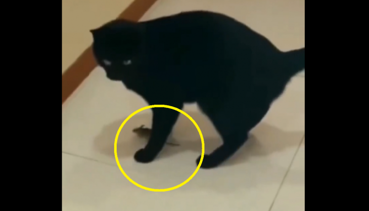 Watch: Mouse hides between cat’s legs; internet says ‘Tom & Jerry ...