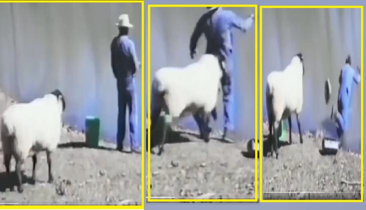 Hilarious: Watch sheep headbutts man fishing near pond | Catch News