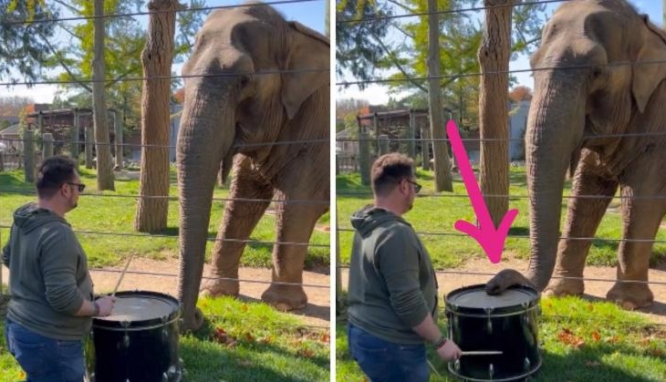 Amazing Viral Video: Elephant exhibits unexpected talent | Catch News