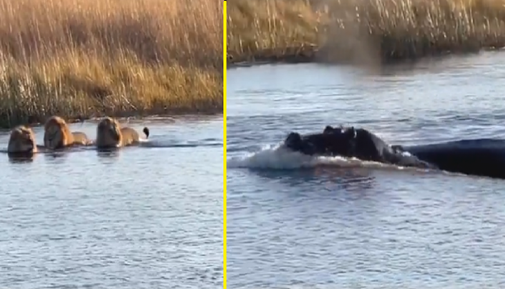 Viral Video: Hippo attacks three lions crossing river; what happens ...