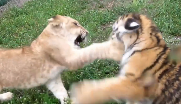 Viral Video: Lion cub gets into fight with lil tiger; guess who won ...