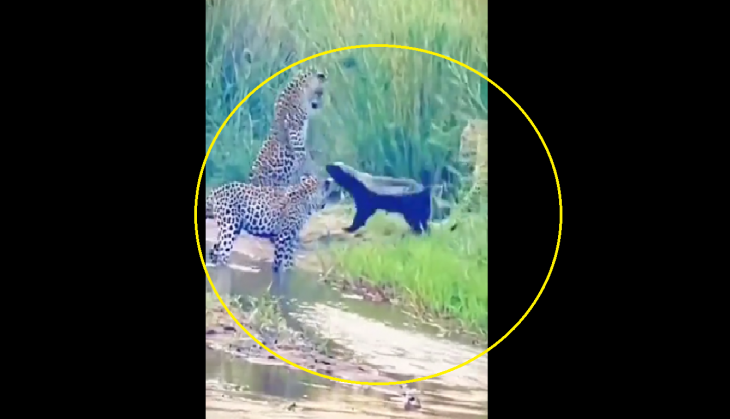 Unbelievable Battle: Watch honey badger fights off three leopards in ...