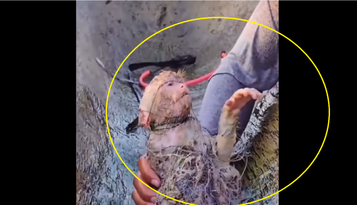€Heartwarming: Watch man rescues baby monkey badly stuck in fish net ...