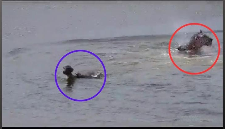 Viral Video: Ohh dear deer... Tiger of Sunderbans outwitted by clever ...