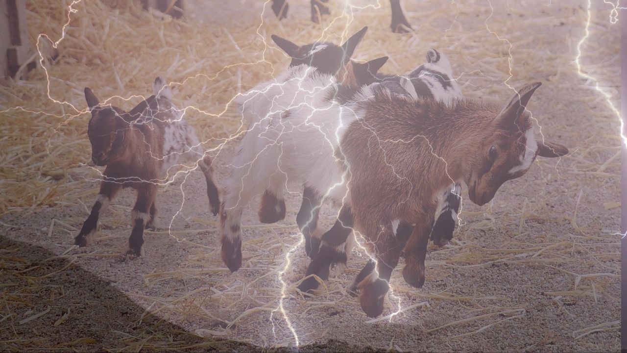 Lightning Strike Animal