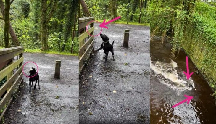 Who Needs Humans? Clever dog masters fetch game solo with spectacular ...