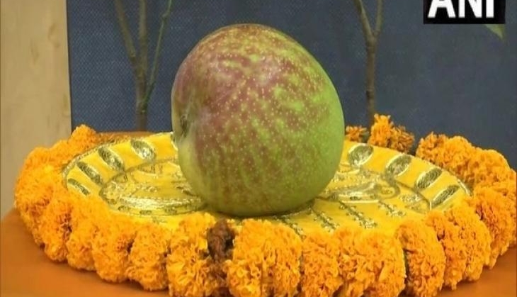 World's most expensive mango 'Miyazaki' showcased at Raipur Mango ...