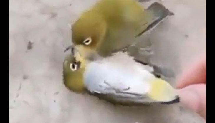 Heartbreaking Tale of Undying Love: Inseparable birds embrace death ...