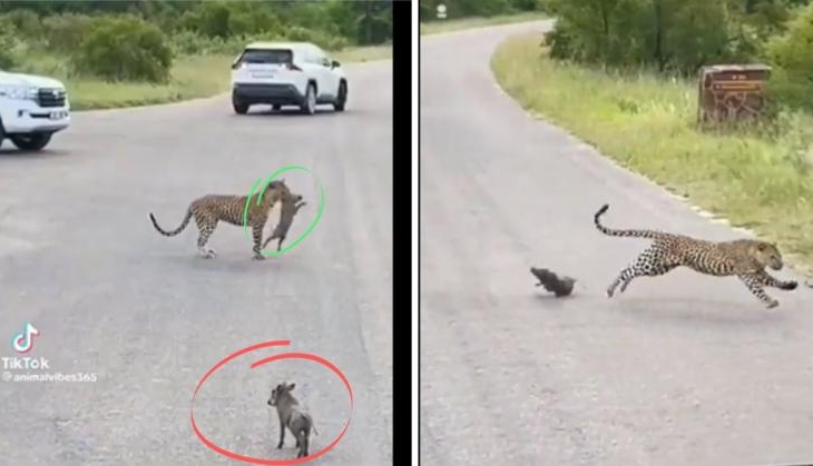 The Greedy Leopard: A Lesson in empty paws | Catch News