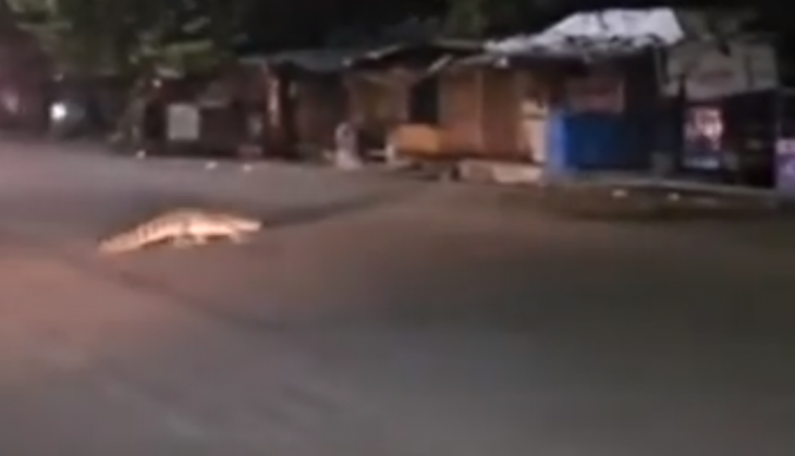Monsoon Enigma: Crocodile crossing baffles Kota, Rajasthan locals ...