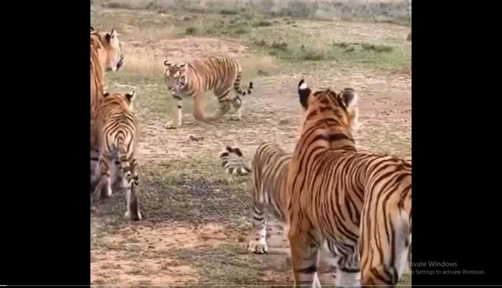 Nature's Ingenious Art: The Surprising Role of Tiger's Vertical Stripes ...