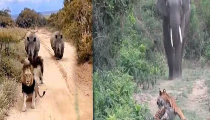 Choose Your Battles: A Lesson in Humility from the Animal Kingdom ...