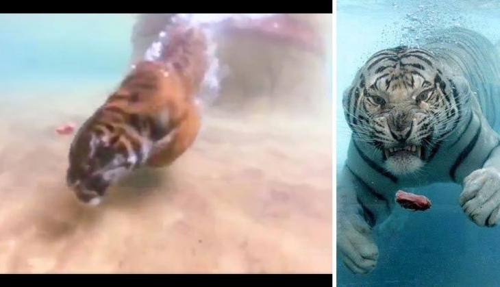 The Marvelous Swimming Abilities of Tigers: A Natural Wonder | Catch News