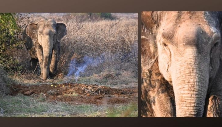 A Mother's Grief: A Heartbreaking Tale of an Elephant's Loss | Catch News