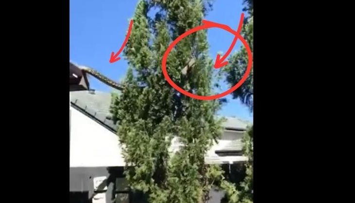 Video: Massive Python's Jaw-Dropping Rooftop-to-Tree Trek | Catch News