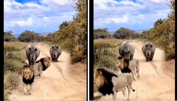 Video: Lessons in Humility from the Animal Kingdom | Catch News