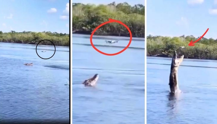 Crocodile's Aerial Ambush: Watch as Fearless Reptile Takes on a Drone ...