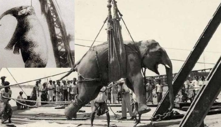 Tragic: Dark chapter in American circus history | Catch News