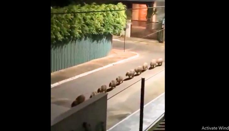 Nighttime Surprise: Capybara Parade Stuns Brazilian Woman | Catch News