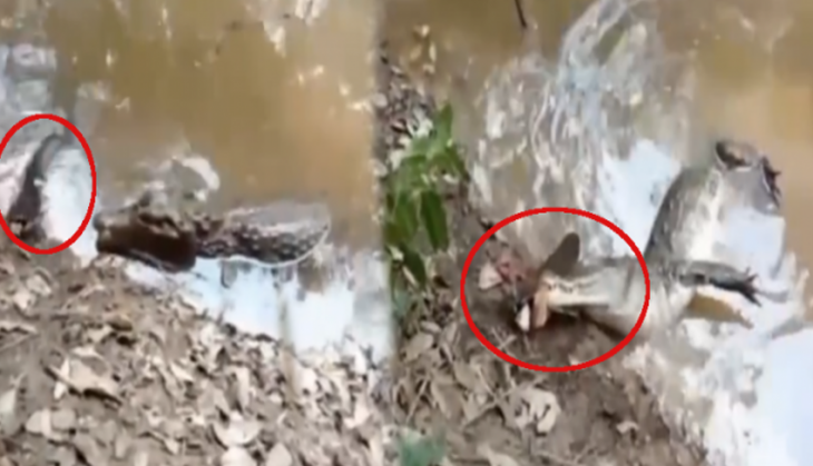 Fish's 860V Electric Shock Leaves Crocodile Lifeless | Catch News