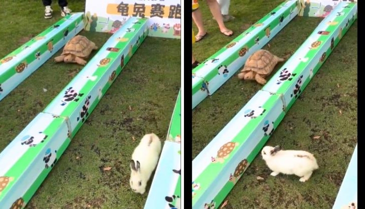Tortoise vs Rabbit: Real Life Race Who Comes Out on Top? | Catch News